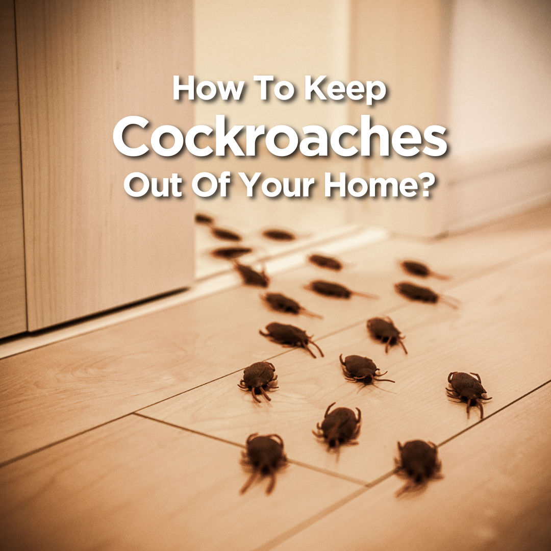 How to Keep Cockroaches Out of Your Home in Winter – All Seasons Lettings